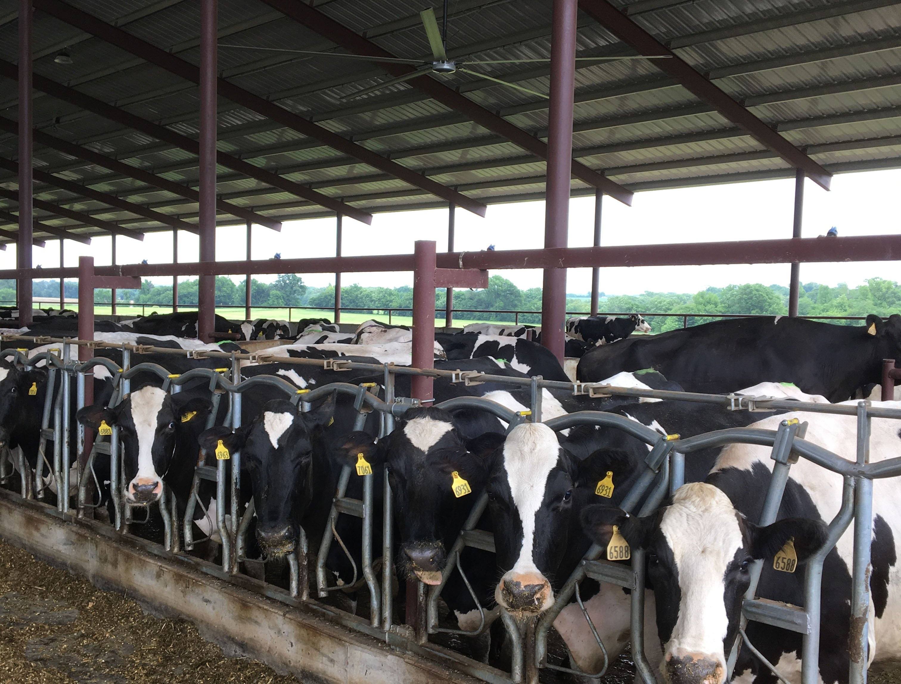 How Livestock Fans Keep Your Cattle Cool - Hunter Industrial